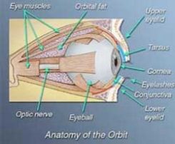 Anatomy of the Eyelids and Orbit | Shroff Eye Centre